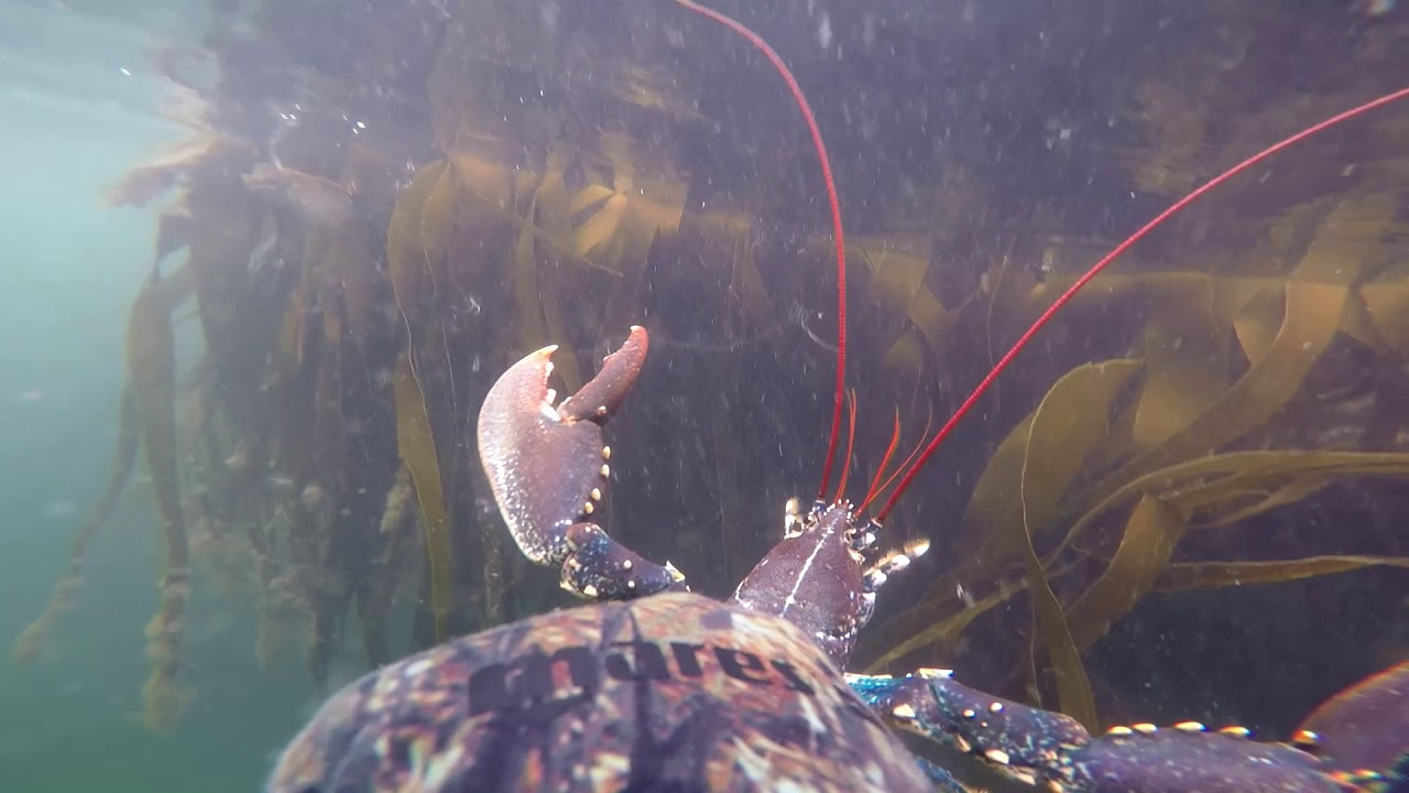 Lobstering in Howth Ireland - YouTube