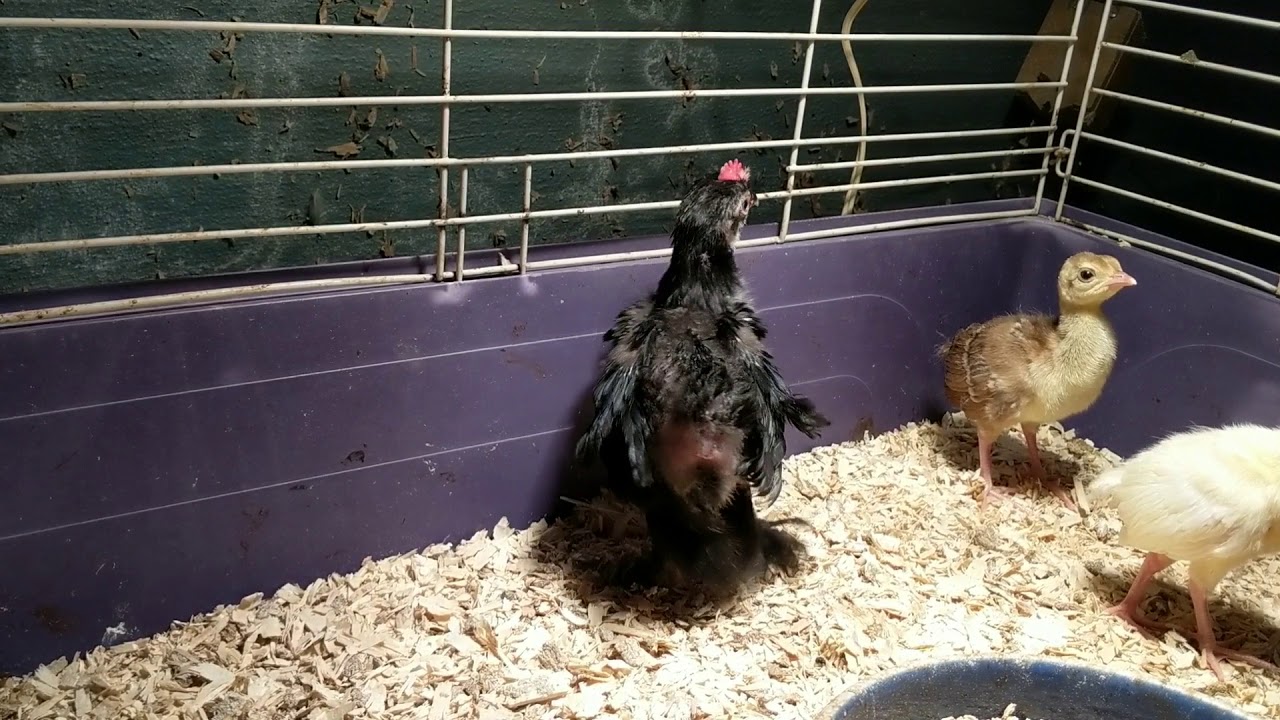 Baby rooster crowing - YouTube