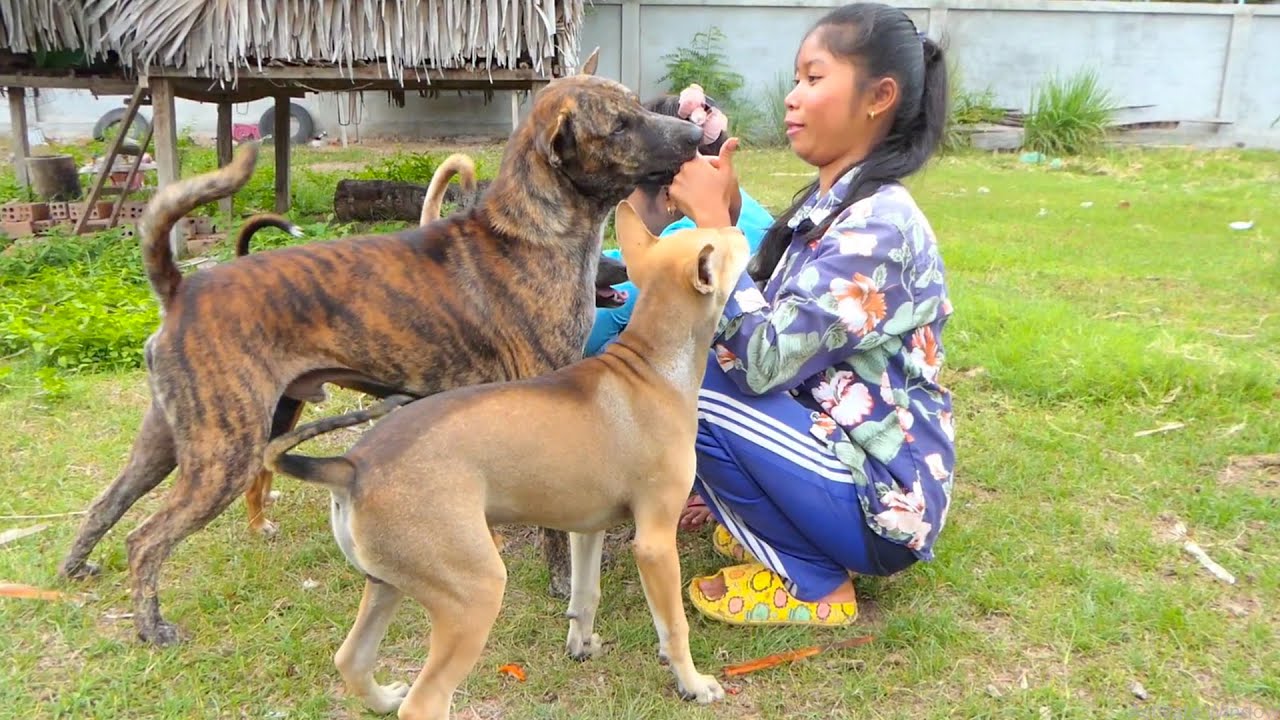 Feeding Countryside-dog At My Village, Awesome Video By Rural Villager ...