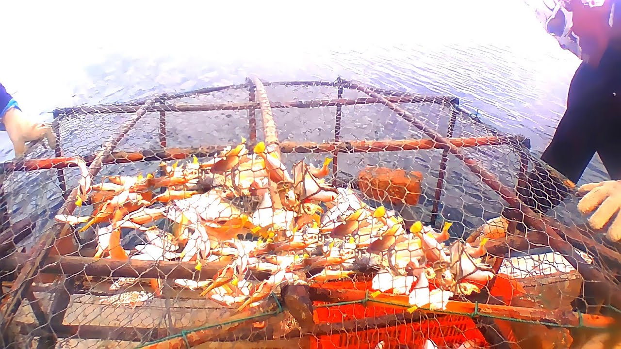 Cek Perangkap Ikan Di Perairan Kalimantan || Tak Perlu Umpan Kalau ...