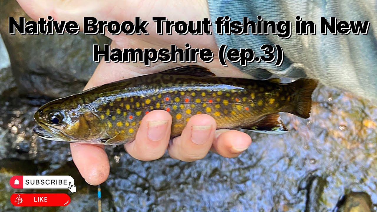 Native Brook Trout fishing in New Hampshire (ep.3) - YouTube