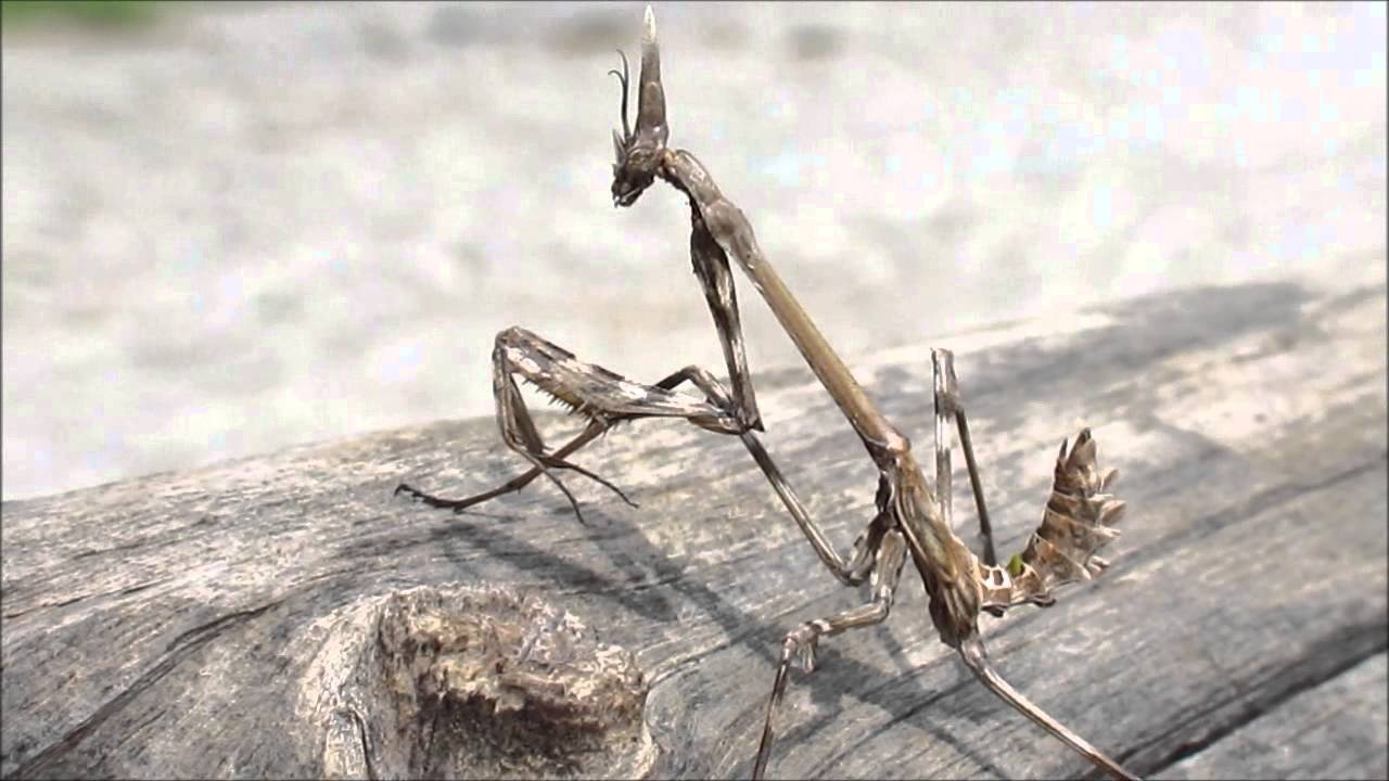Mantis palo (Empusa pennata) [HD] - YouTube