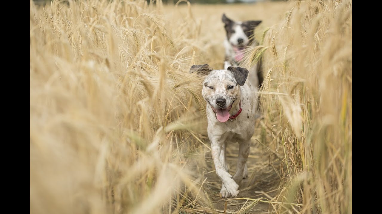 10 best dogs of ALL TIME. Is your dog on the list? - YouTube