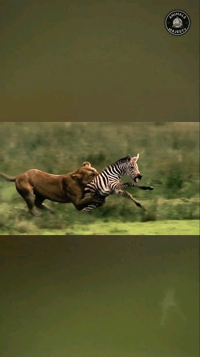 Hungry Lion Chase & Attack Young Zebra (Lion vs Zebra) #shorts - YouTube