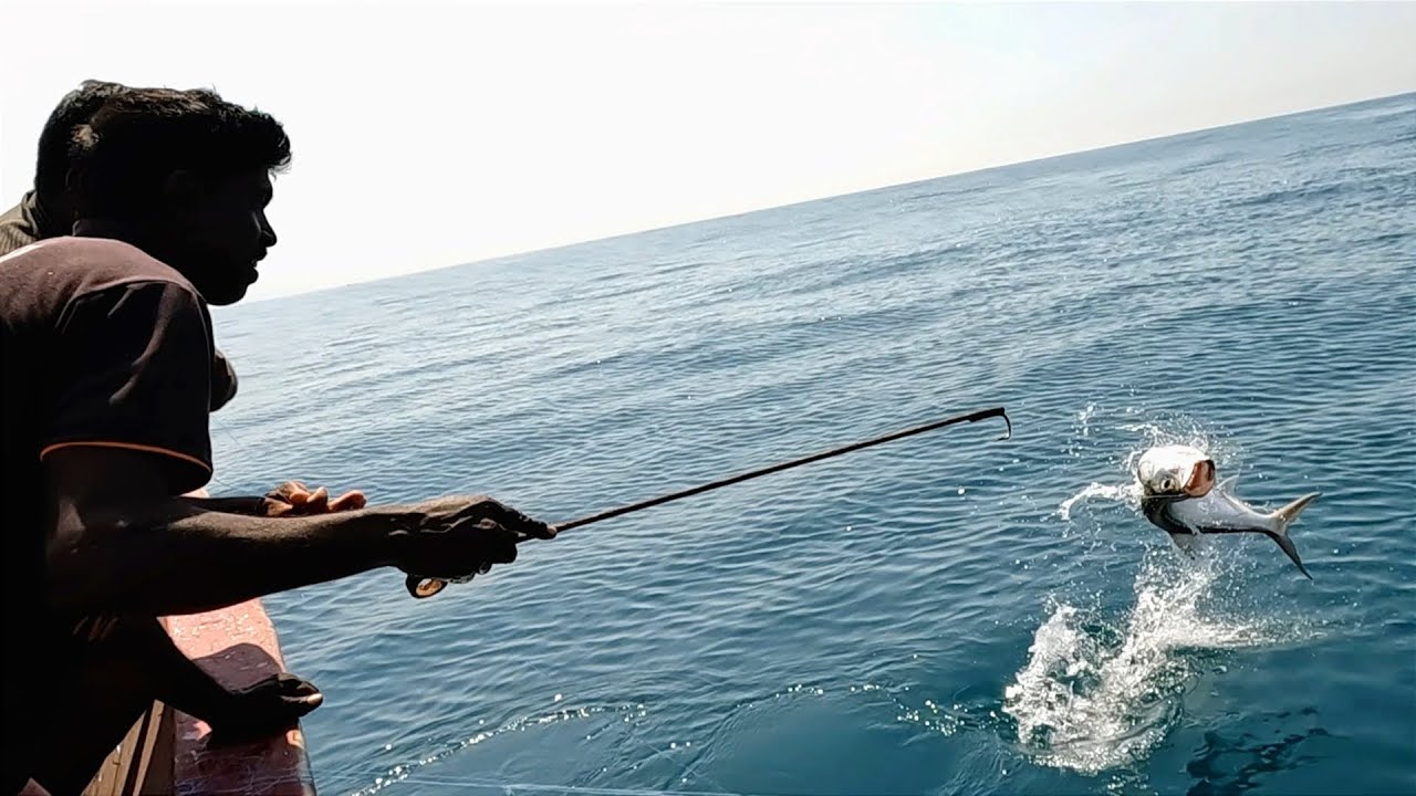 Catching Tarpon Fish, Queen Fish & Needle Fish in Sea - YouTube