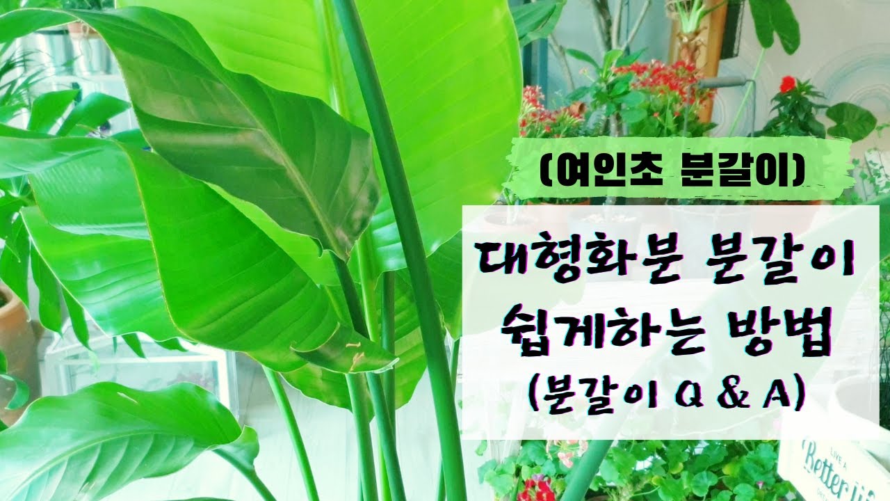 대형화분 분갈이 쉽게하는 방법 여인초 분갈이 분갈이 Q And A 분갈이 쉽고 간단하게 Youtube