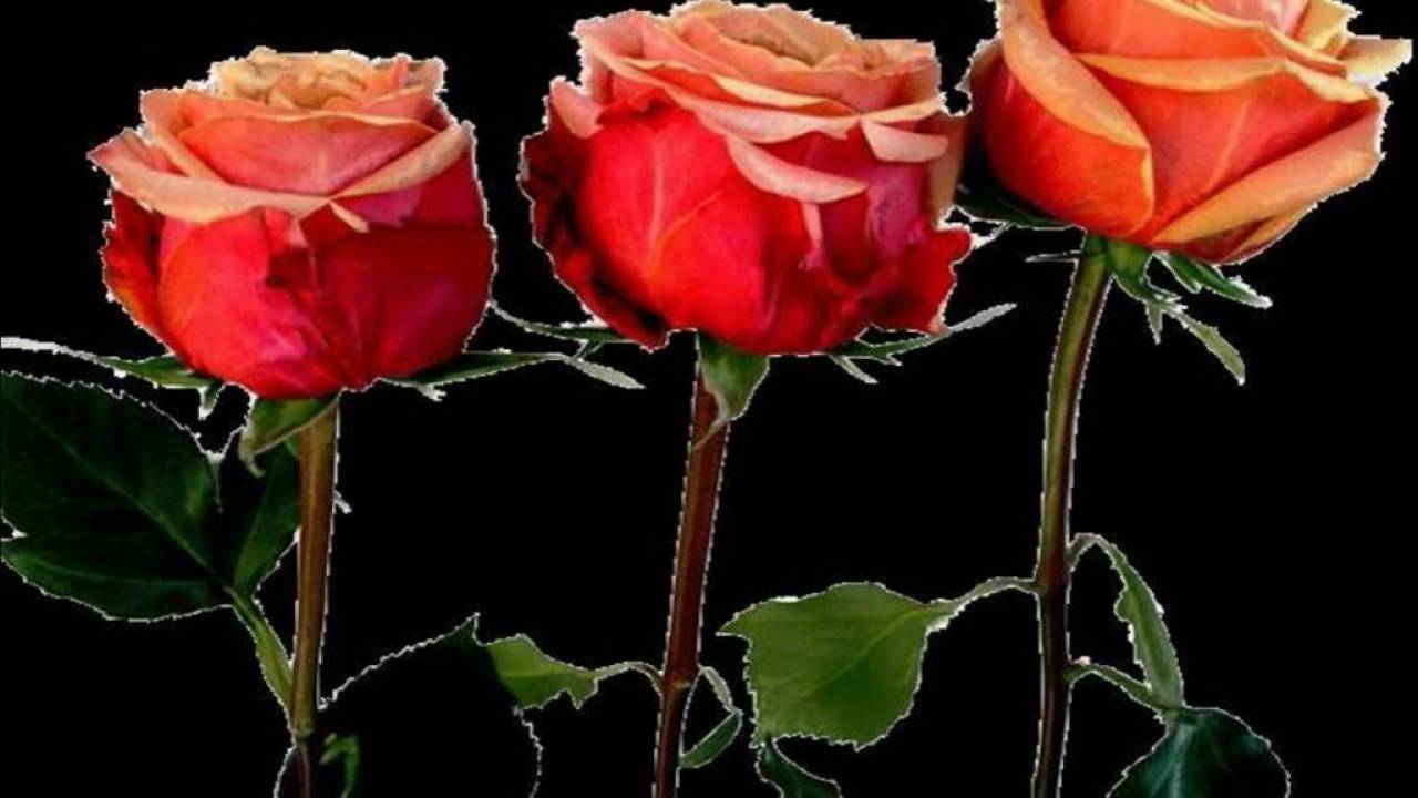 NELSON NED ..si las flores pudieran hablar!!! - YouTube