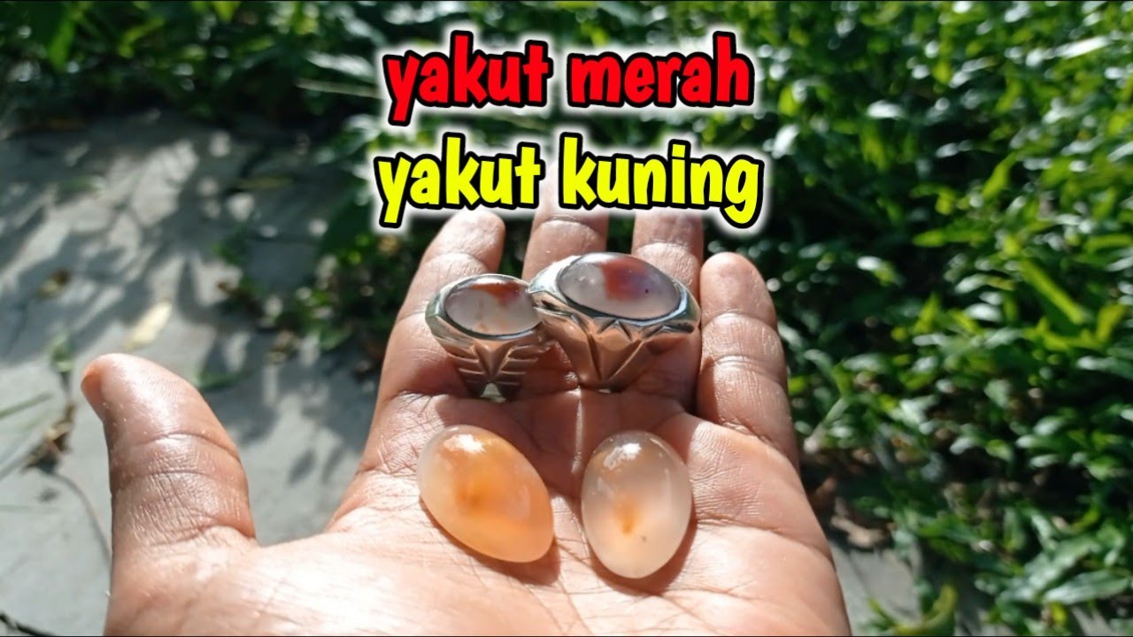 YAKUT MERAH VS YAKUT KUNING - YouTube