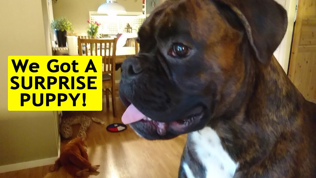 SURPRISE! We got a new rescue puppy! 😁 First introduction to boxer Rex ...