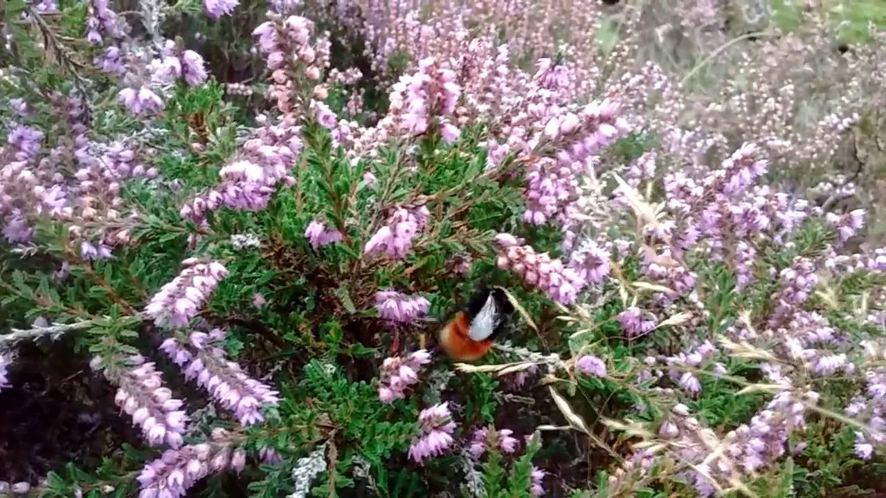 Bumblebees: Red-tailed male and Bilberry queen - YouTube