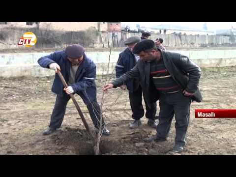 Masallı-Yardımlı yolunda ağacəkmə kampaniyası keçirilib