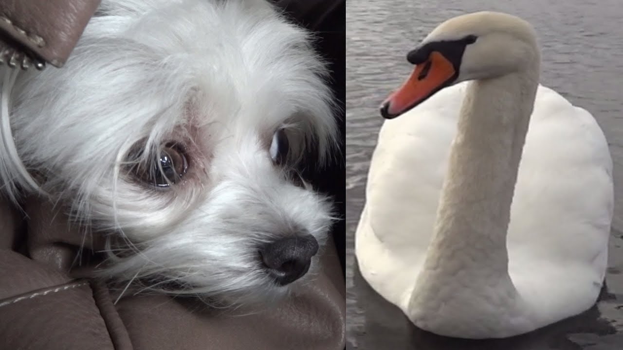 maltese puppy DOG meets SWAN [HD] - YouTube