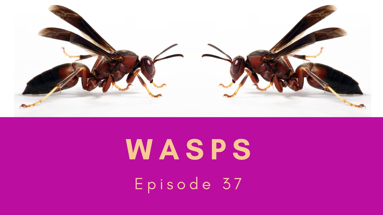 Let’s discuss: wasps - YouTube