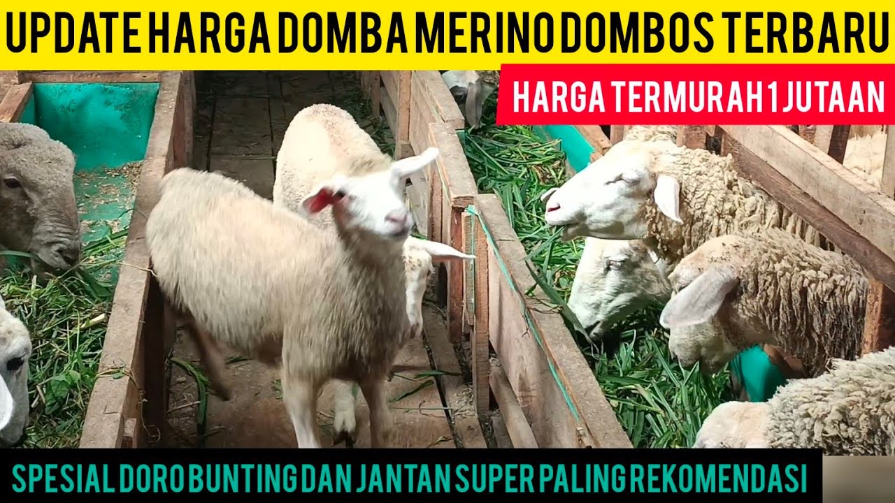 REVIEW TERBARU HARGA KAMBING DOMBA MERINO DOMBOS// READY DORO JUMBO ...