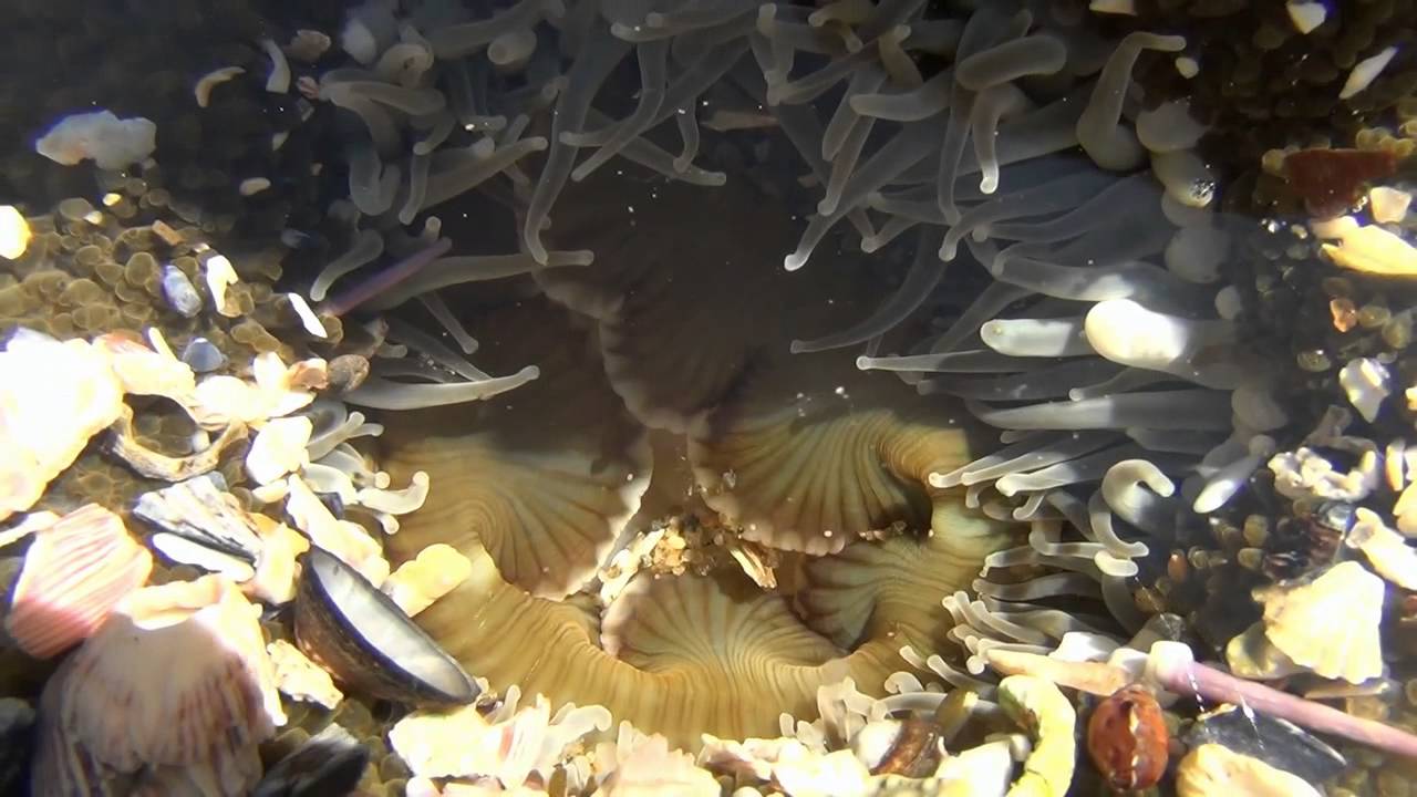 April Walsh singing on "Today's Walk" video - YouTube