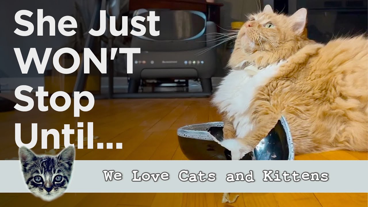 This Cat's Food Bowl Dance Is Everything You Need To See! - YouTube