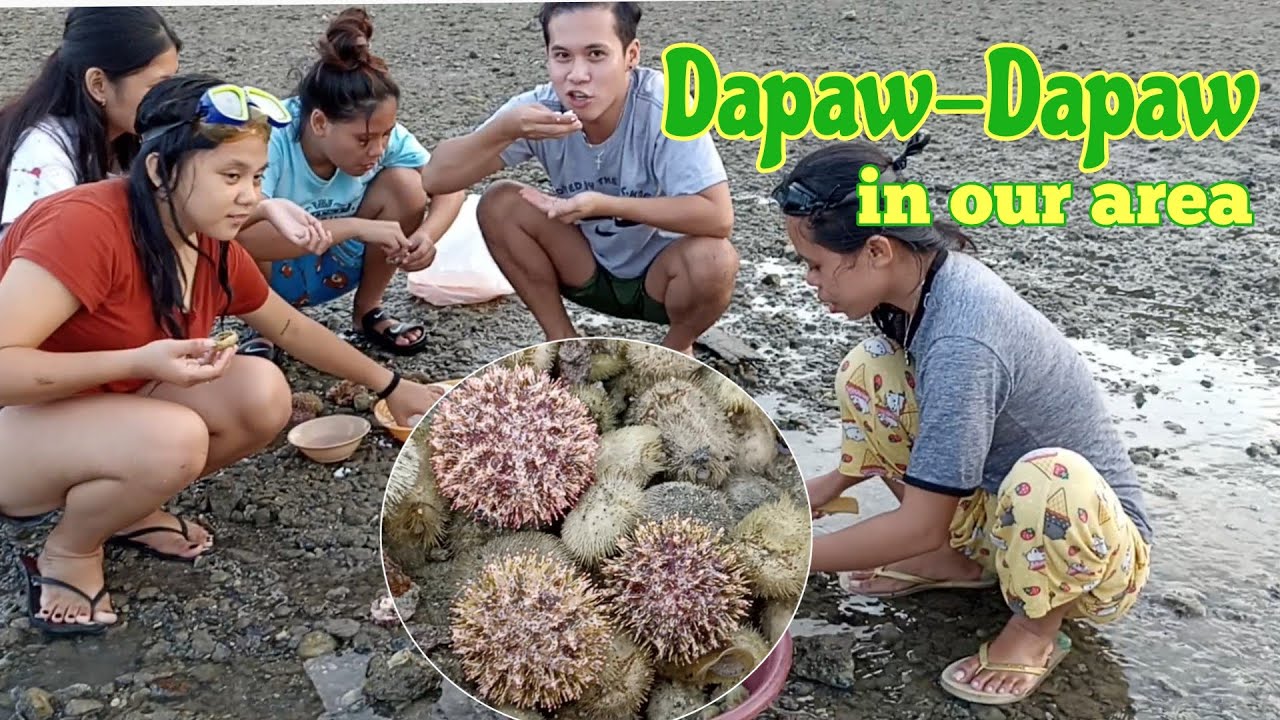 MANGUHA KAMI NG DAPAW-DAPAW (SEA URCHINS)| BUHAY PROBINSYA| BARBIE NGA ...