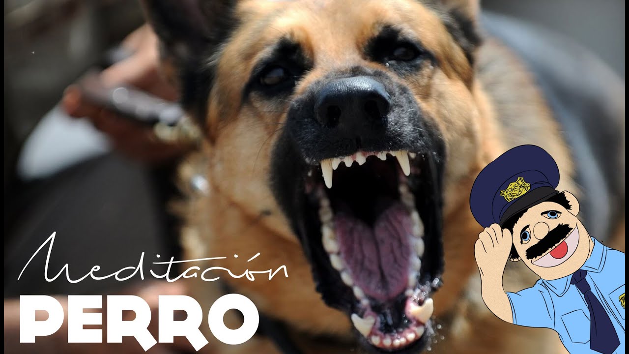 8-5 Devocional para niños - El perro frustrado (Un paseo por el zoo ...