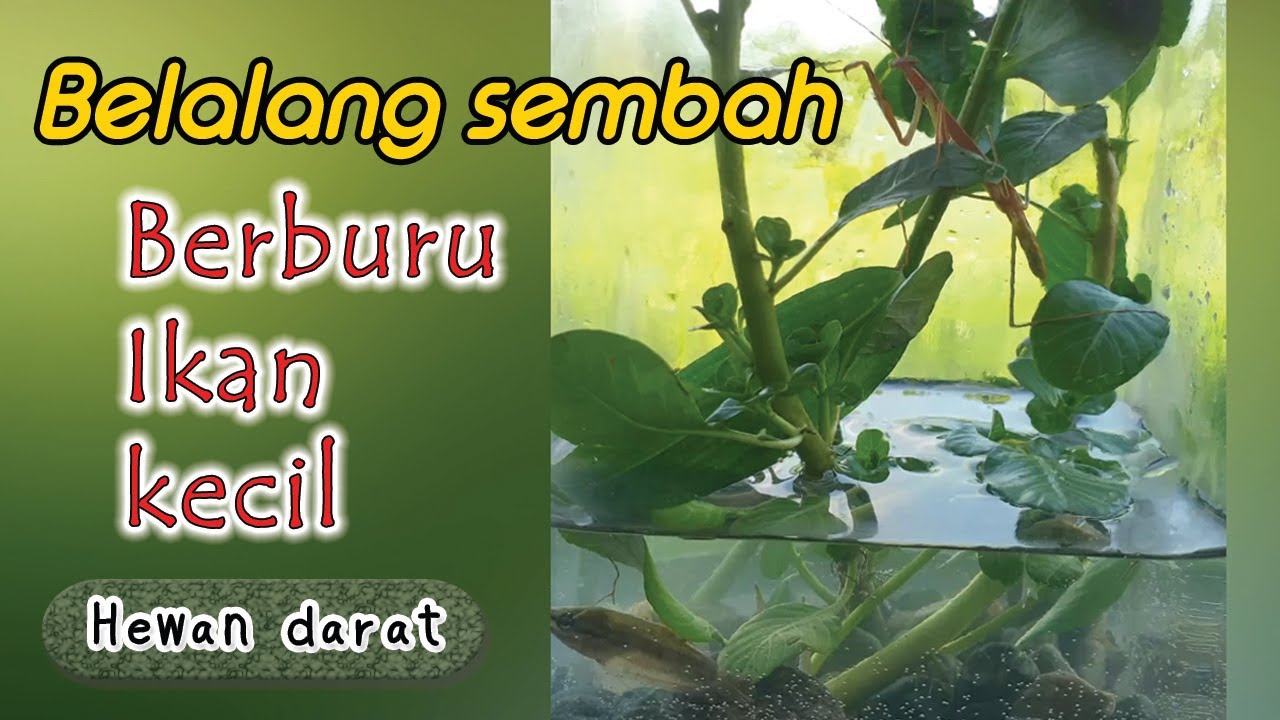 Belalang sembah/mantis coklat di atas air | Hewan Darat | Hewan-hewan ...