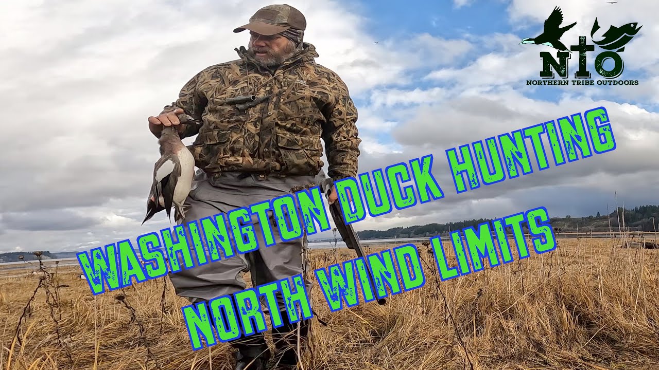 Washington Duck Hunting: North Wind Limits - YouTube