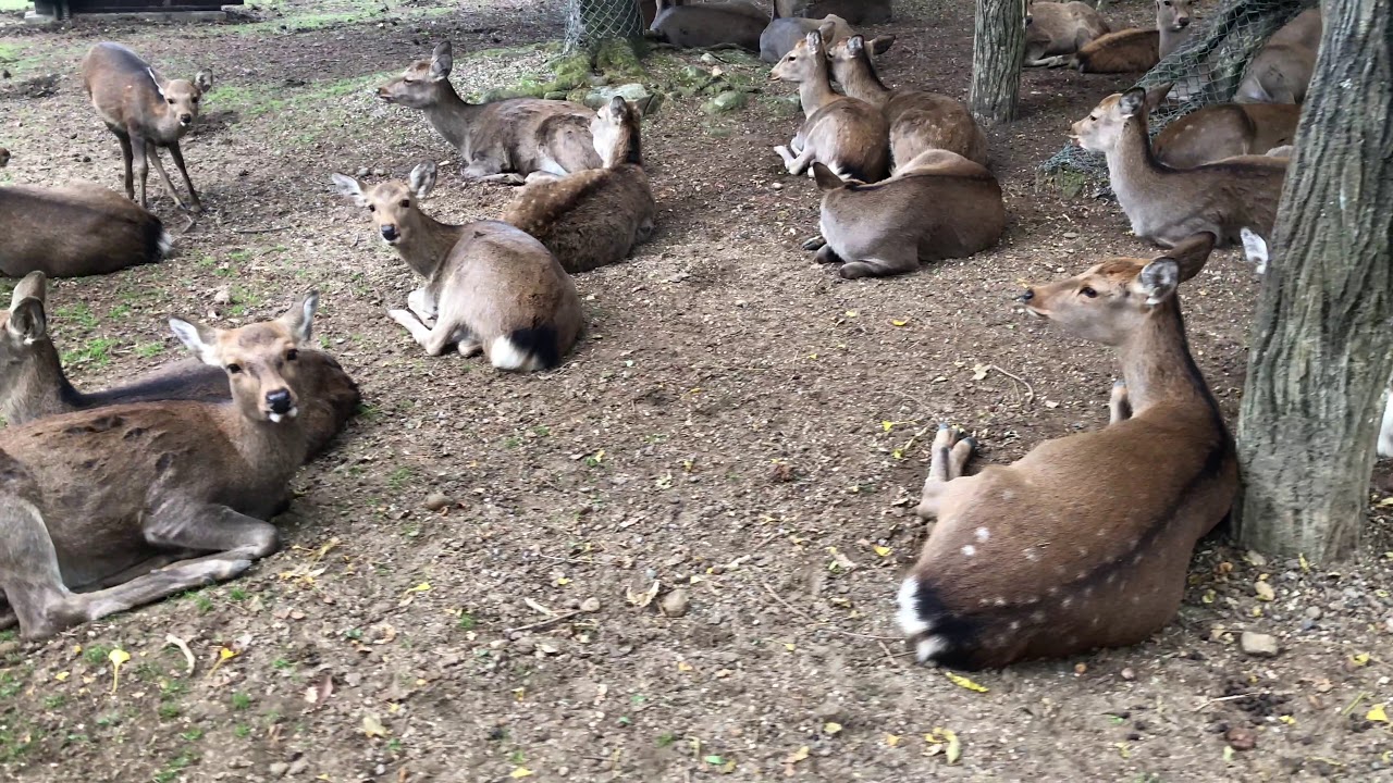 Hundreds of Deer in Deer Park - YouTube