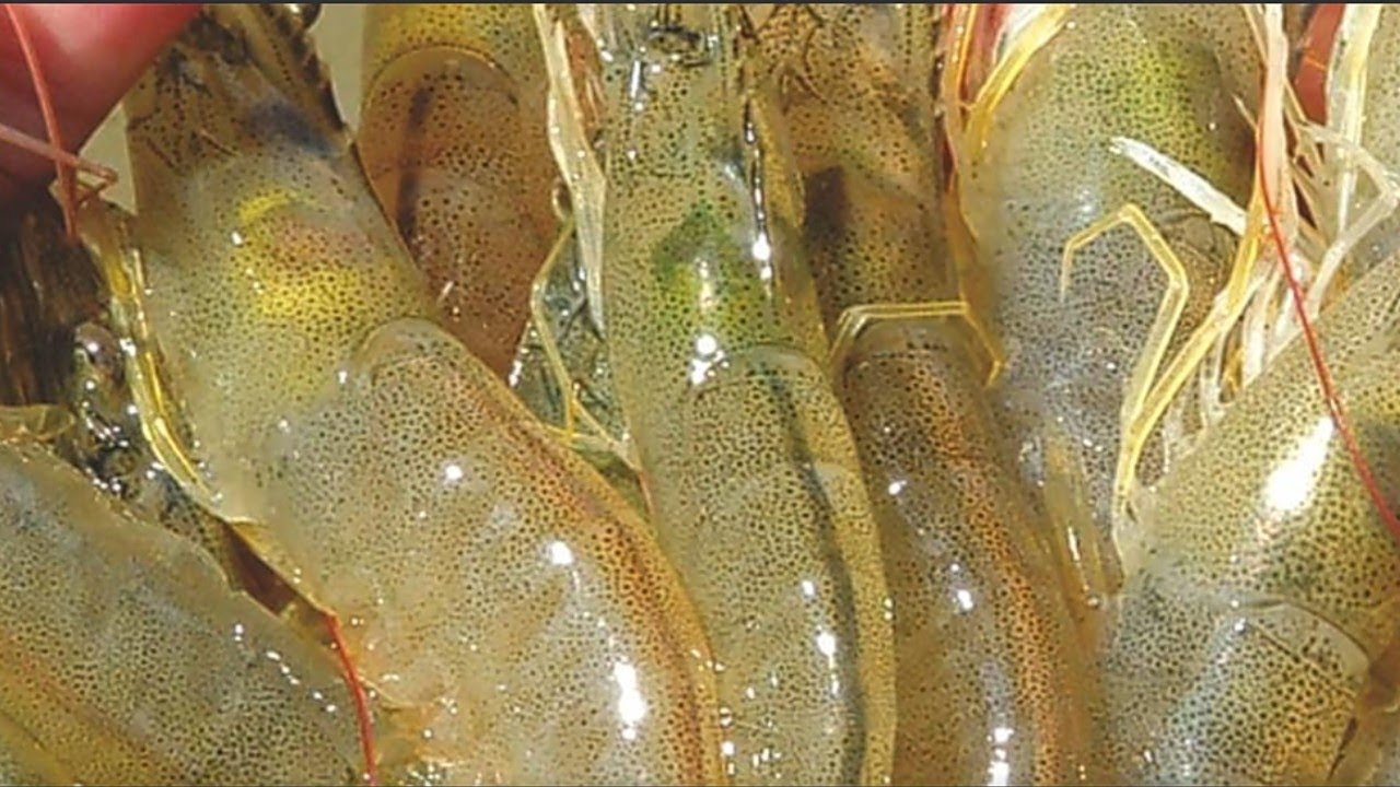 40 days vanamei shrimp growth in pond.(abw-6gm) - YouTube