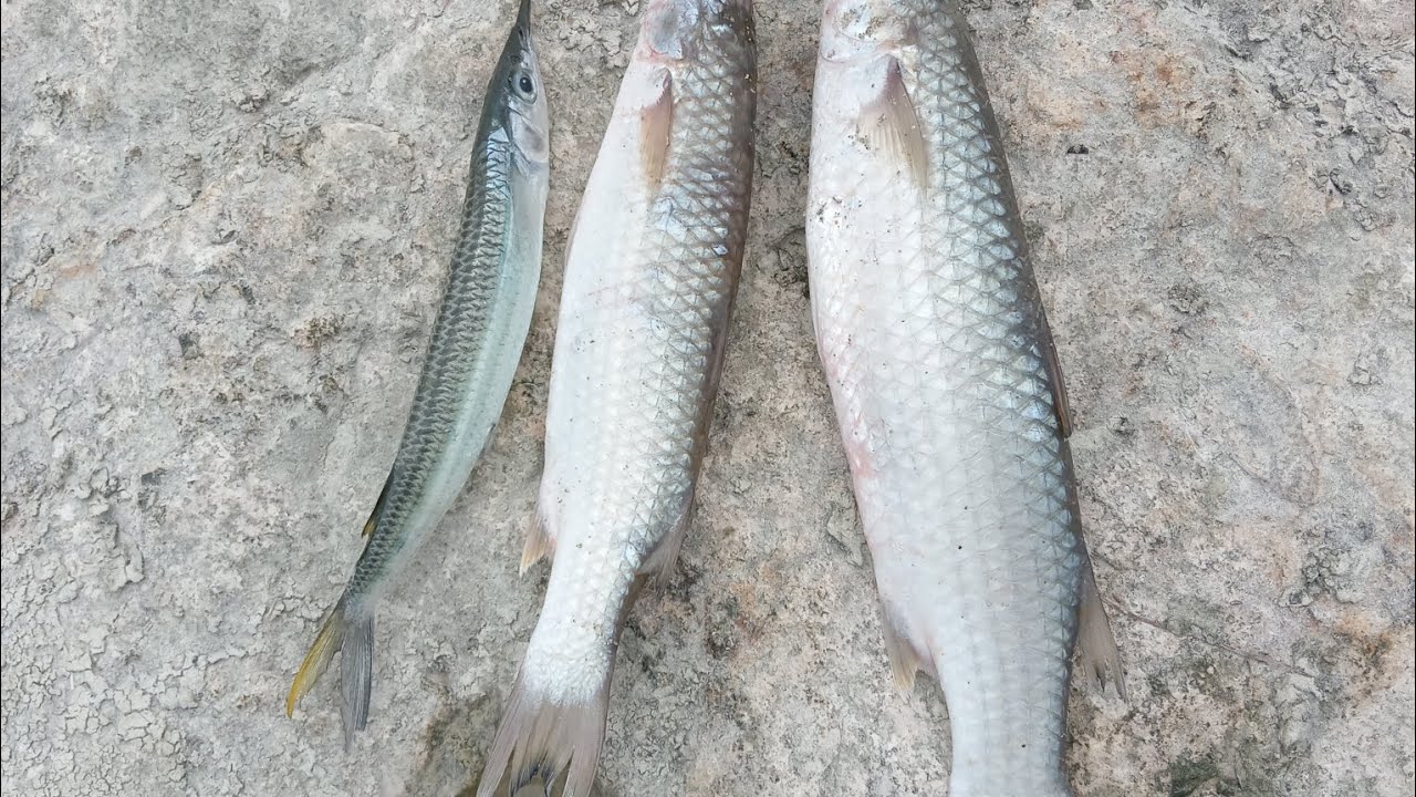 nakahuli tyo ng(banak) or mullet fish. - YouTube