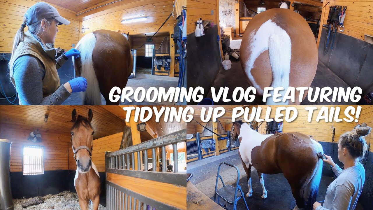 EQUESTRIAN GROOMING VLOG: Tidying Pulled/Clipped/Trimmed Tails ...