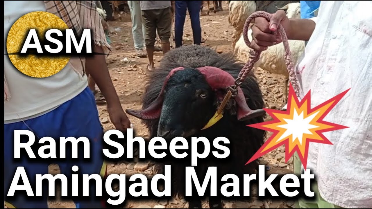 Episode -99| Amingad Ram Sheep Market, Bagalkot district, Karnataka ...