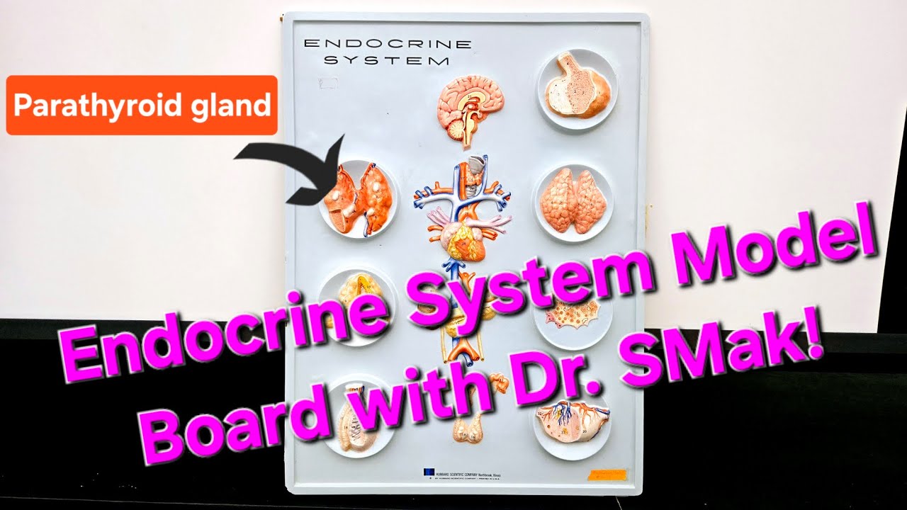 Endocrine System Model Board with Dr. SMak! - YouTube