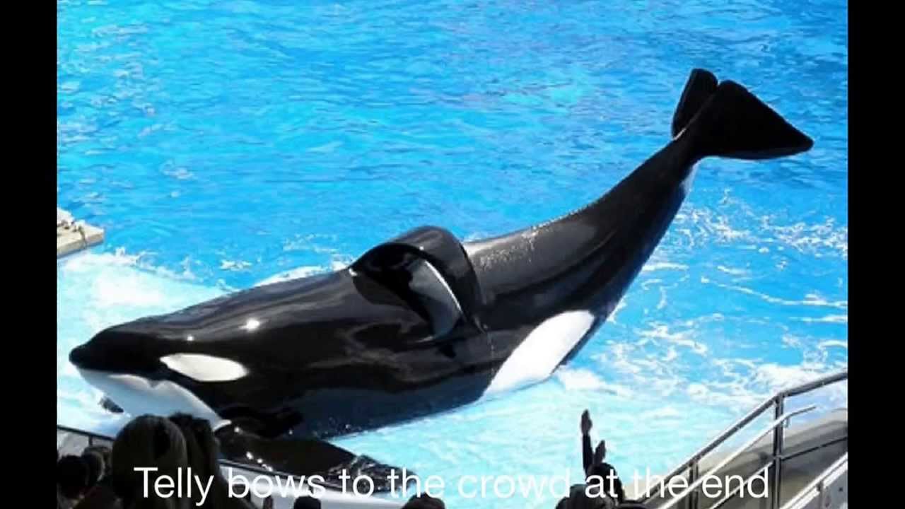 The Story Of The Largest Killer Whale In SeaWorld Orlando Part 1 of 2 ...