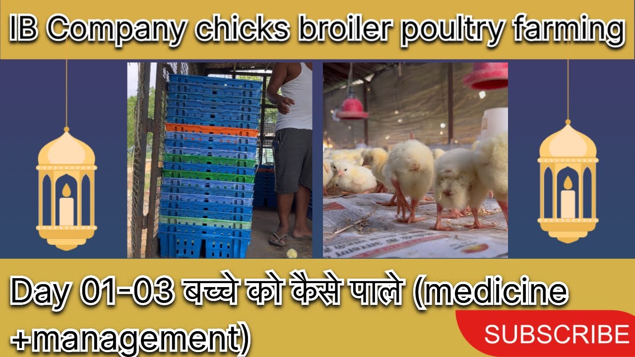 IB Company chicks broiler poultry farming I Day - 1 management and ...