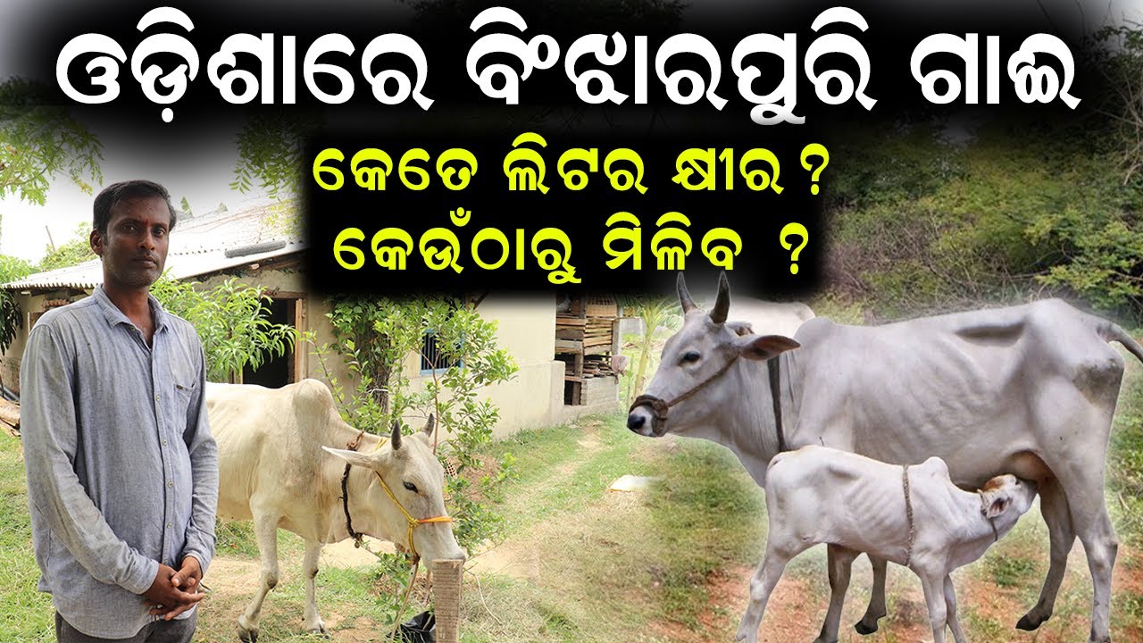 ଓଡ଼ିଶା ରେ ବିଂଝାରପୁରି ଗାଈ ପାଳନ || Binjharpuri Cow Farming in Odisha ...