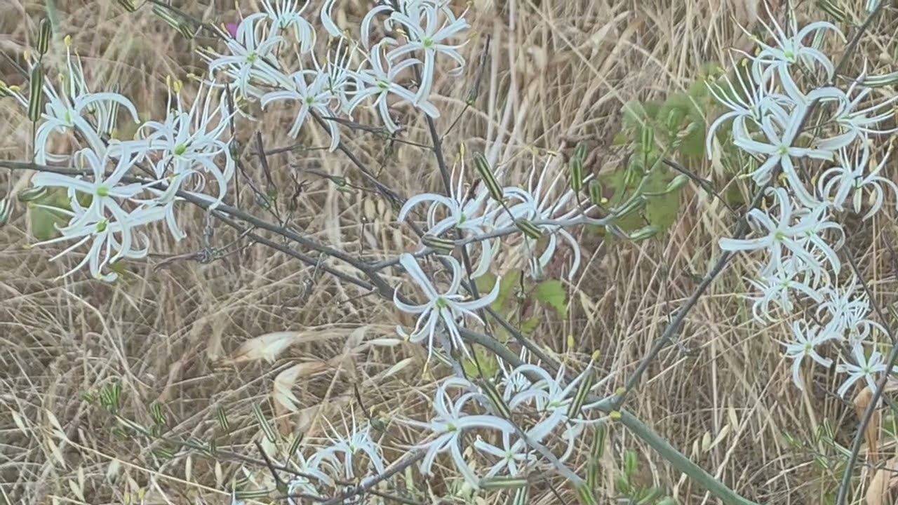 Soaproot in Bloom - YouTube