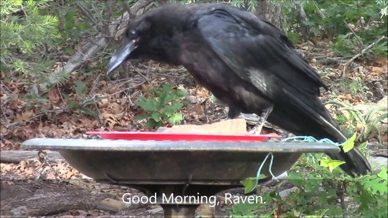 Good Morning Raven - YouTube