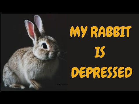 My Rabbit Is Depressed - YouTube