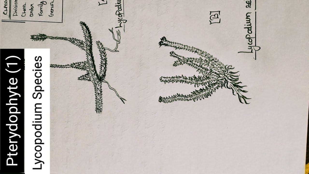 How to draw Lycopodium different species (part-1)in bsc1styear and ...