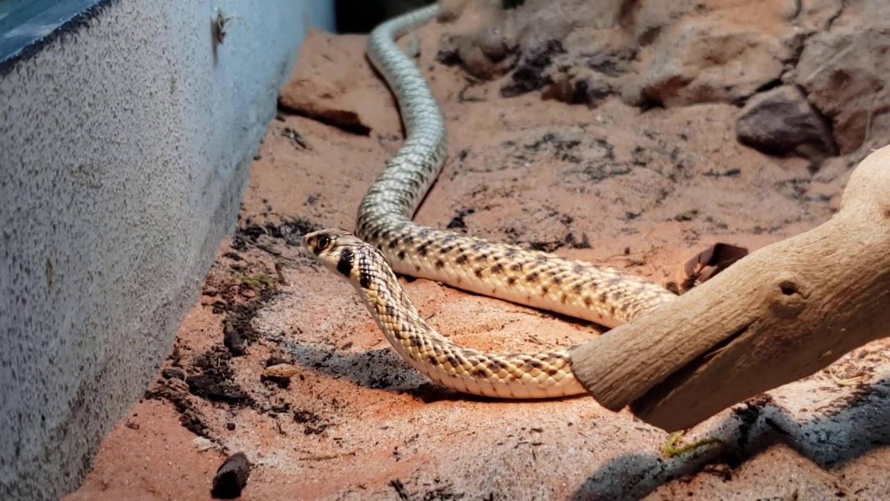 Arid Species in the Collection - YouTube