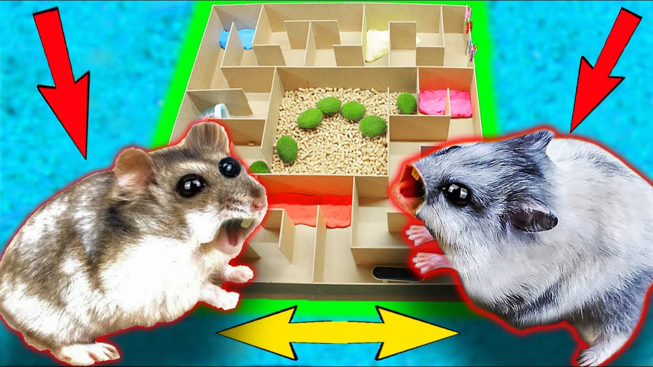 Hamsters Epic Maze Adventure: Traps, Obstacles - Hamster Adorable ...