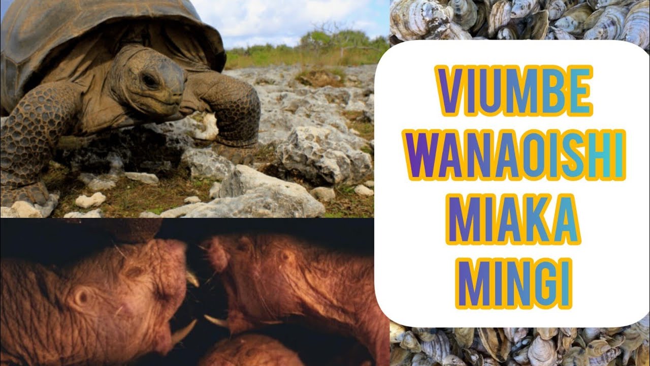 Viumbe 6 wanaoishi miaka mingi zaidi duniani - YouTube