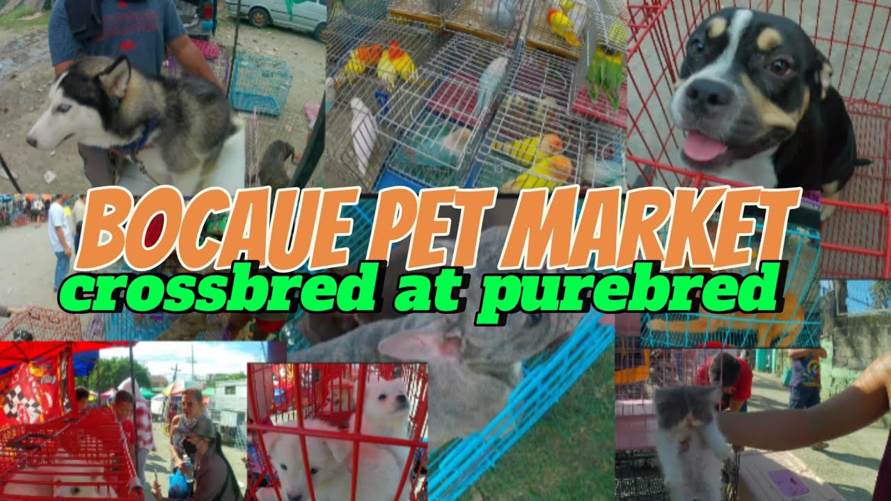 BOCAUE PET MARKET DECEMBER SALE LATEST PRICE - YouTube