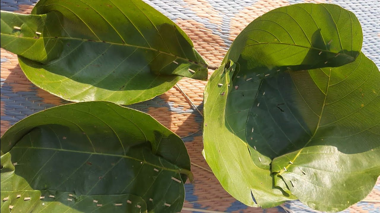 How to make natural leaf Plates/bowls with Sal leaves|Leaf bowl making ...