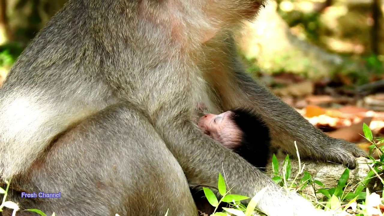 Just Newborn! New baby Monkey Jayden Healthy, Jade Monkey Support Milk ...