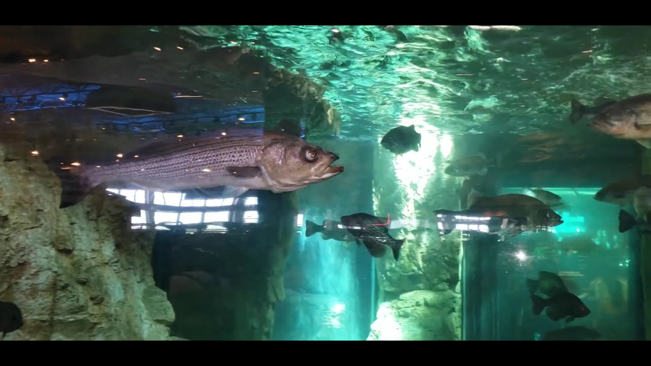 Bass Pro Shops' fish tank, Mesa, Arizona. - YouTube