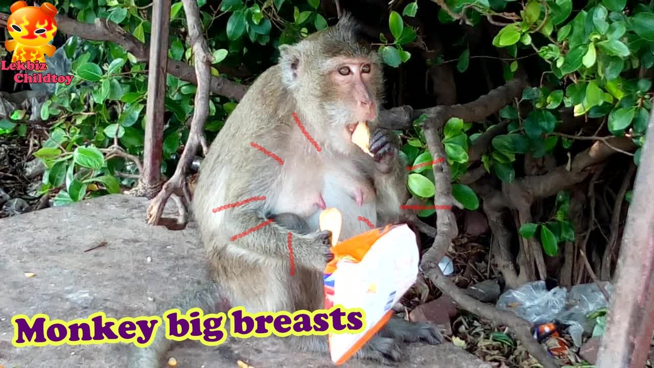 Monkey big breasts eat snack - YouTube