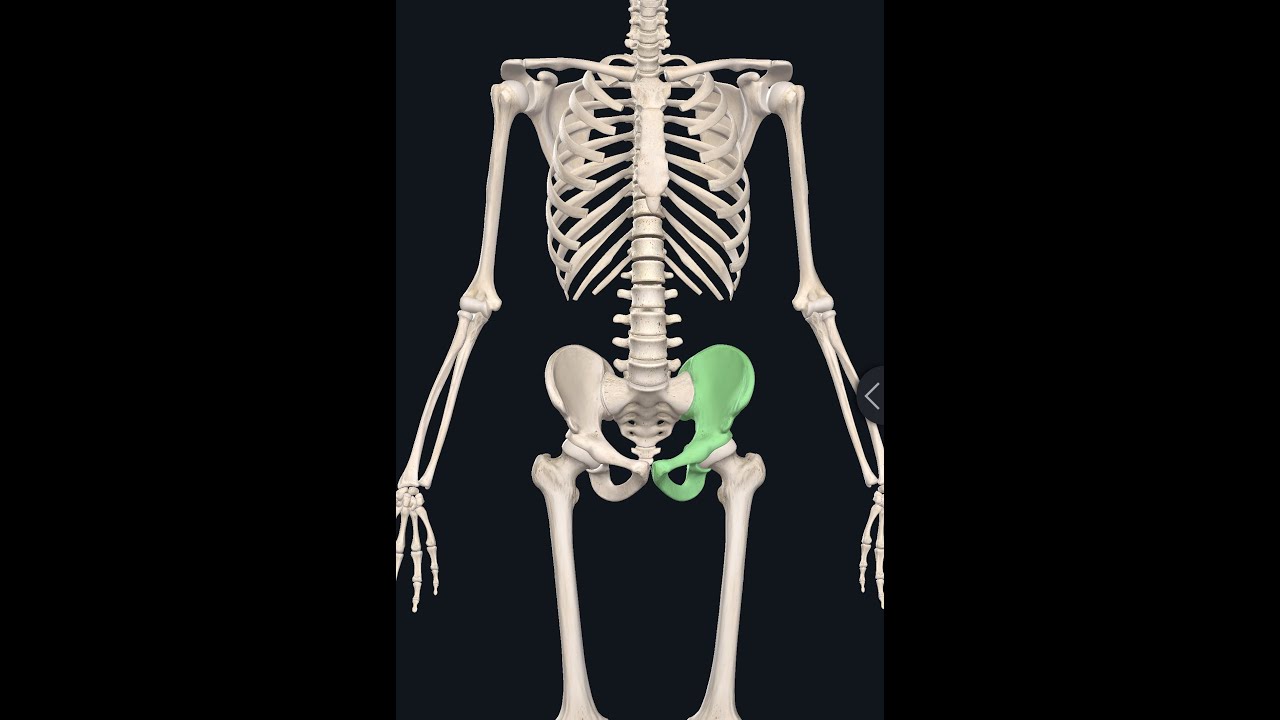 How to build groin and pelvis awareness for movement | The MSK Physio ...