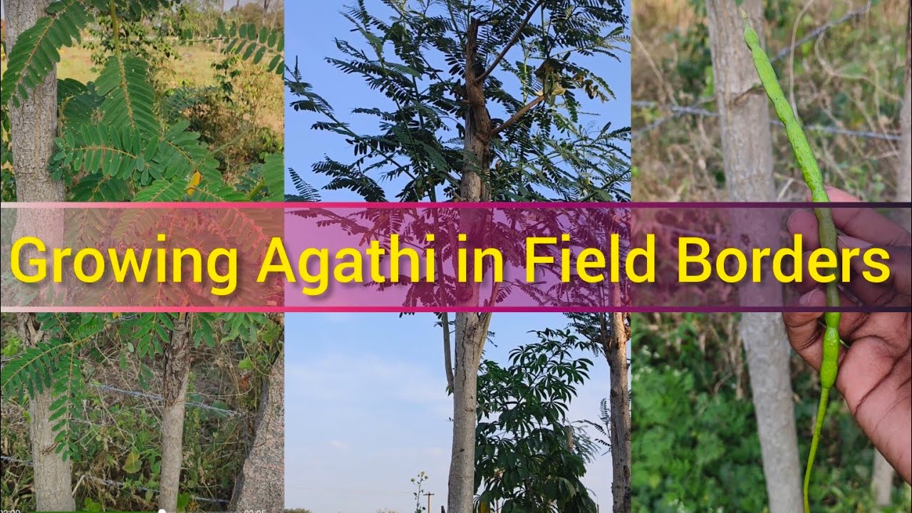 Why are we growing Agathi Plant in Field Borders | Natural Farming ...
