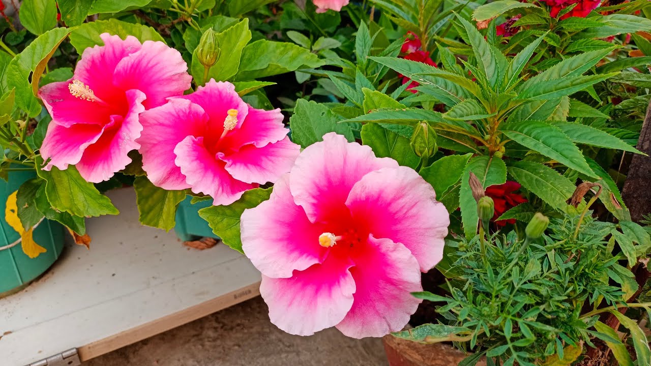 What Fertilizer do I use on Hibiscus Plant | Terrace garden| Terrace ...