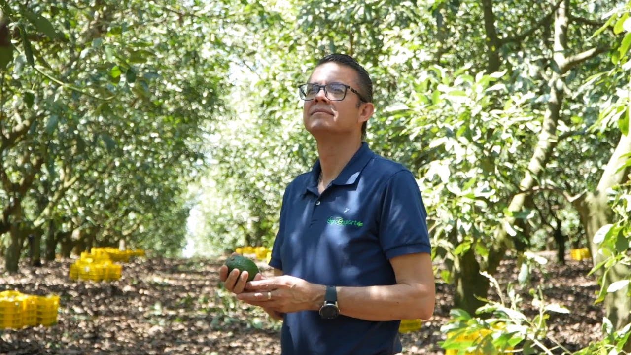 Customer Story - Agroexport Internacional SA de CV - Avocados - YouTube