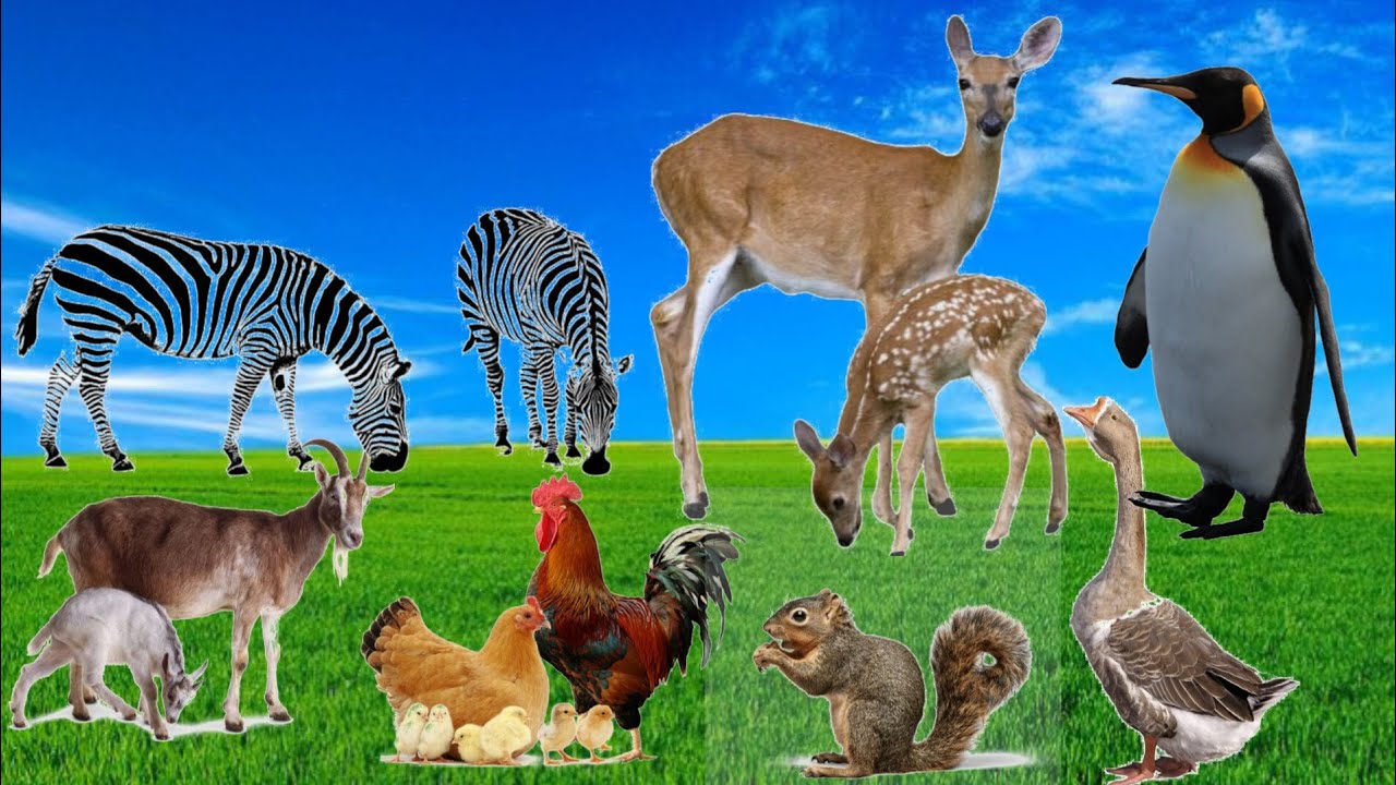 Farm Animal Foods - Zebras, Hens, Ducks, Goats, Pigs, Cows, Squirrel ...